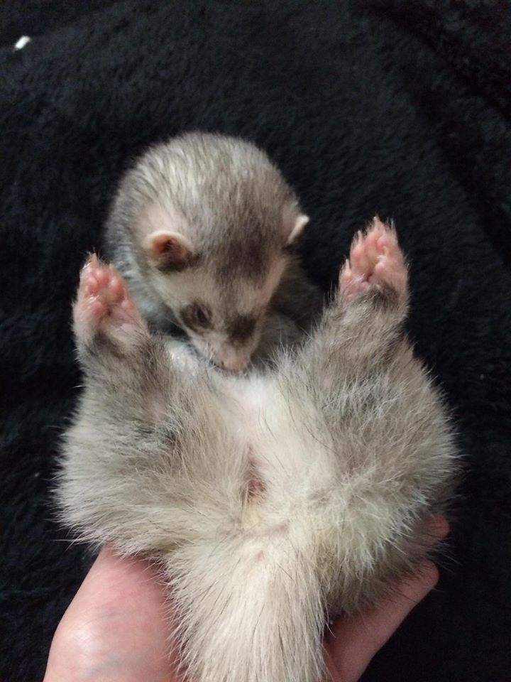 Sexing Your Ferret – Holistic Ferret Forum
