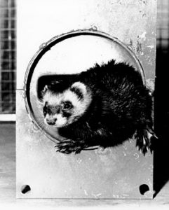 Famous Ferrets – Holistic Ferret Forum