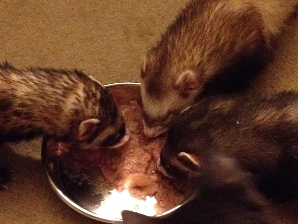 Raw Feeding Basics for Newbies – Holistic Ferret Forum