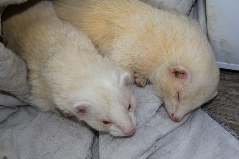 Ferret Tales – Holistic Ferret Forum